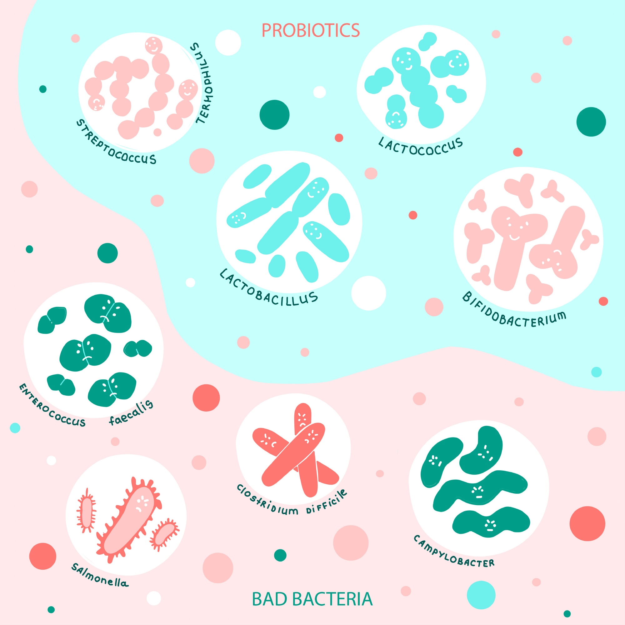 Bifidobacterium bifidum